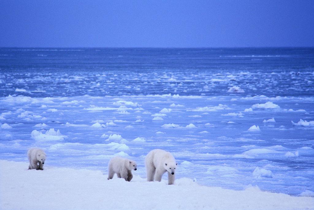Whose job is it to protect the Arctic?