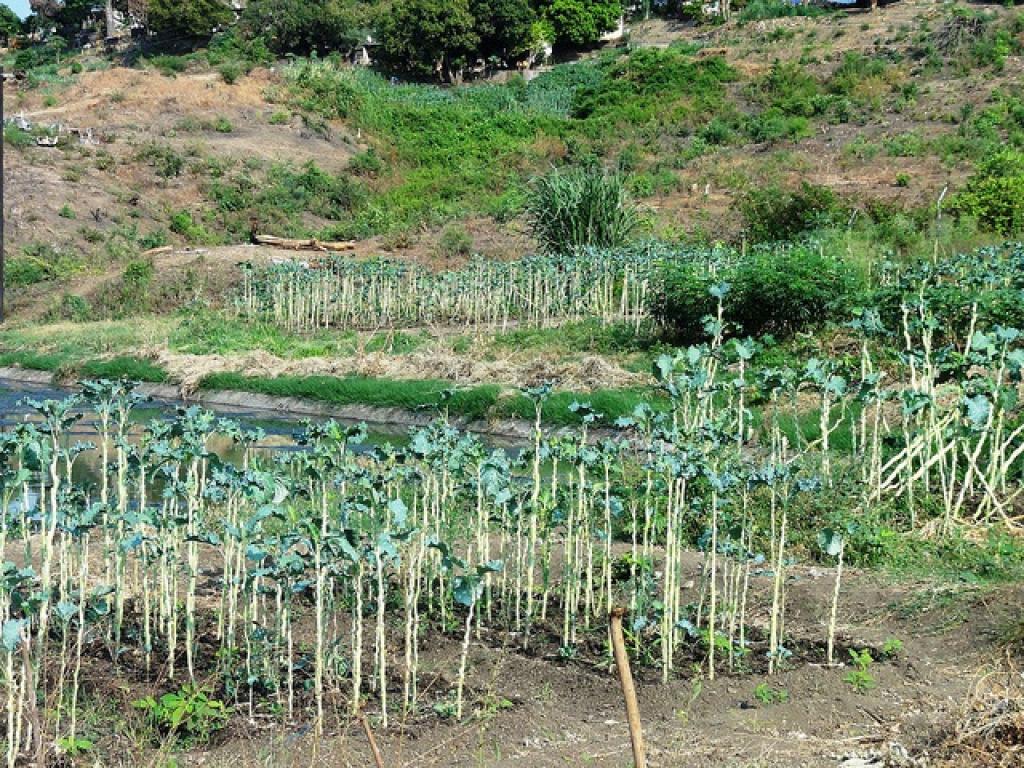 Crops That Grow In Water