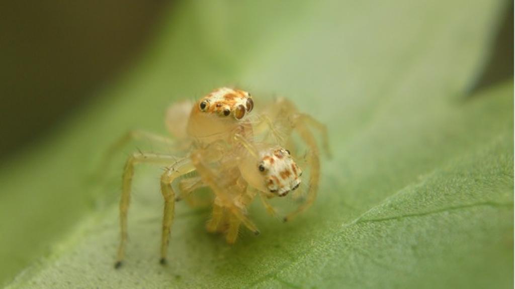 Indian Spider Baby