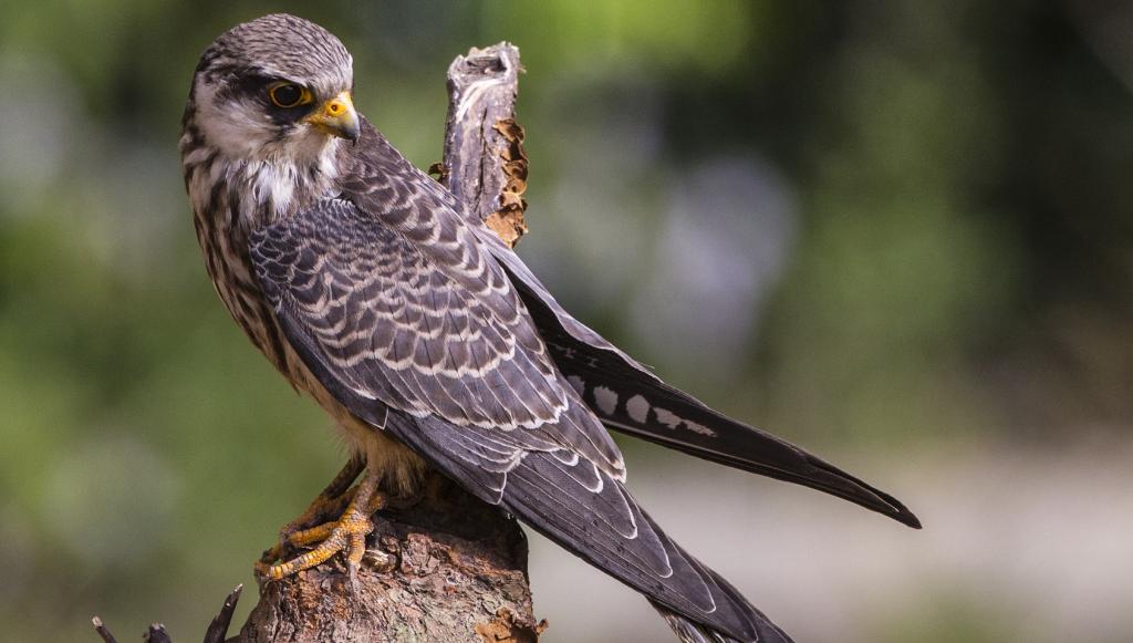 India Eco Watch: Major ecological happenings of the week (Apr 29-May 5)