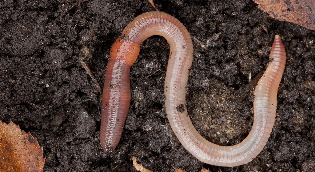 Microplastics In Soil Threatens Earthworms Growth Study