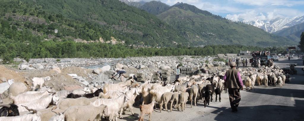 Recognize Environmental Contribution Of Pastoralists Experts