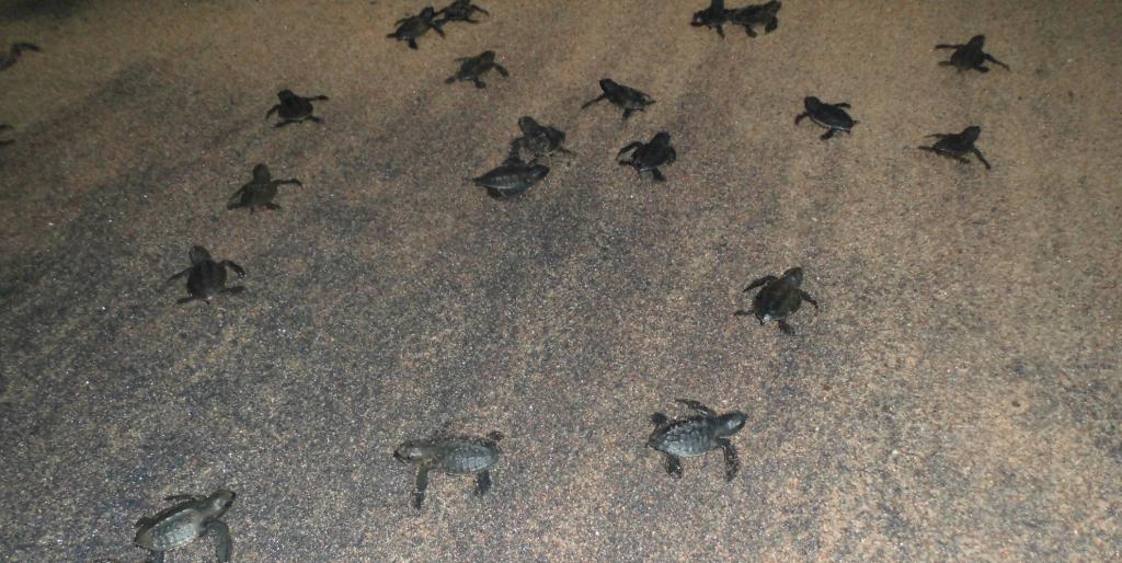 Running the gauntlet at Gahiramatha