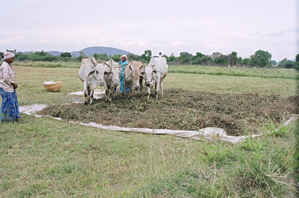 Organic Farming How Indian States Are Stepping Up The Act Organic Farming How Indian States Are Stepping Up The Act