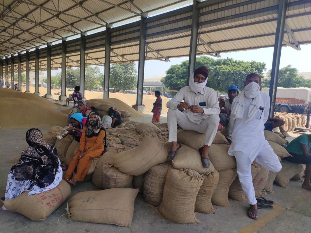 Haryana Hurdle Paddy Procurement Season On But Farmers Have No Buyers Haryana Hurdle Paddy Procurement Season On But Farmers Have No Buyers