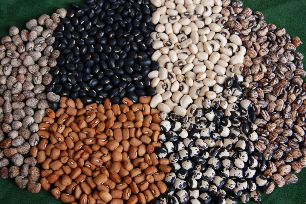 Genetically modified cowpea clears its first hurdle in Ghana, but there ...