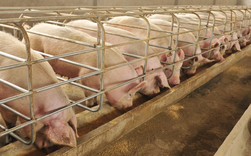 African Swine Fever Kerala To Buy All Healthy Pigs To Help Farmers African Swine Fever Kerala To Buy All Healthy Pigs To Help Farmers