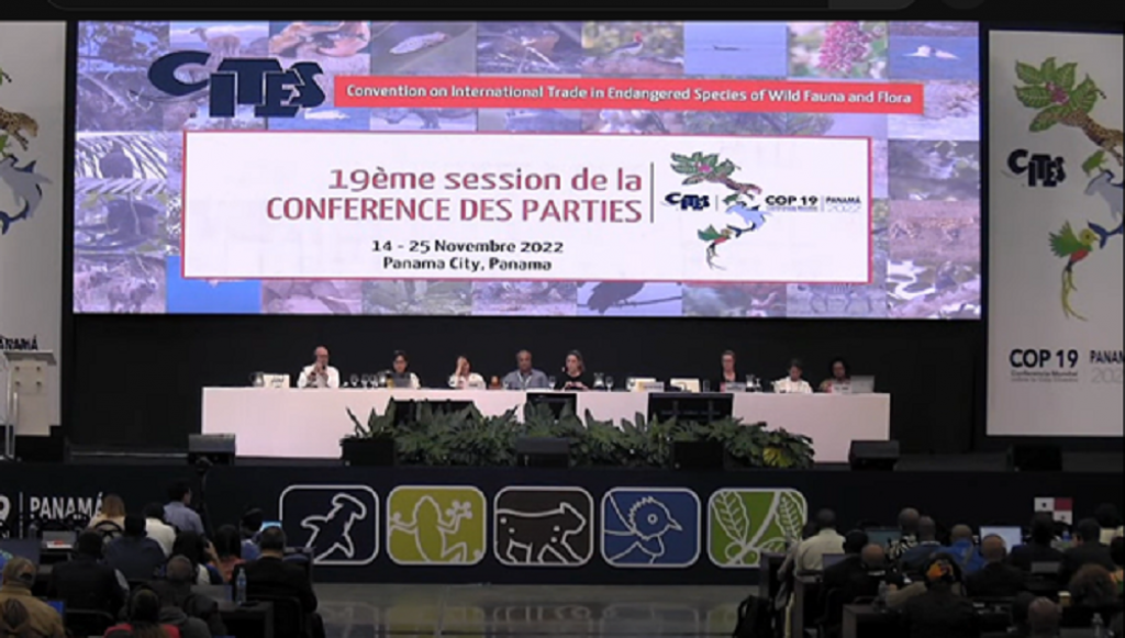 CITES COP19: Read DTE’s coverage of the 19th World Wildlife Conference