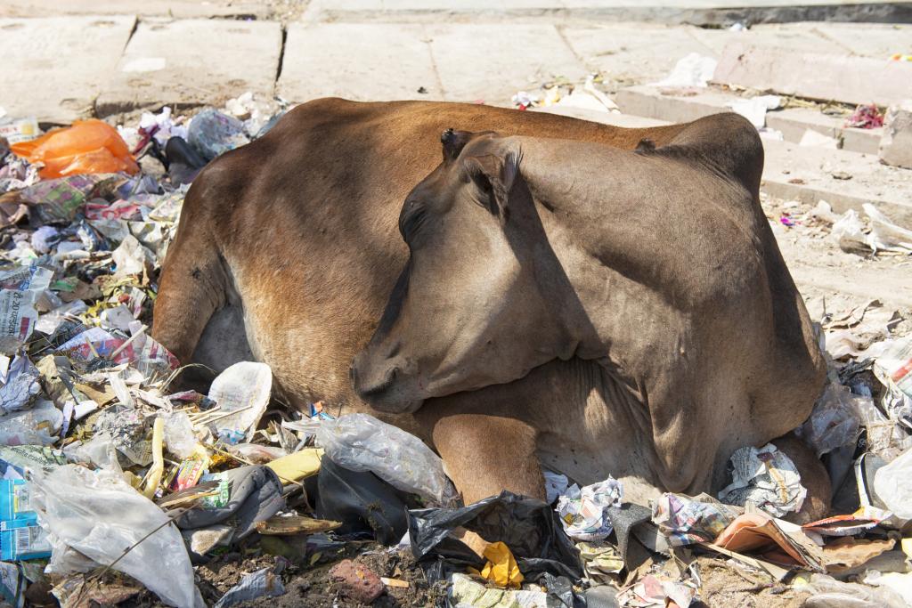No Action Plan By MoEF CC To Handle Plastic Waste Finds CAG