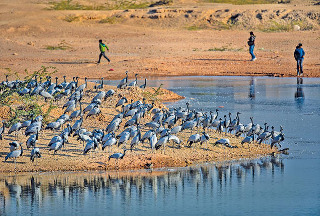 Winter Capital: How Khichan, a village in Rajasthan’s Jodhpur district ...