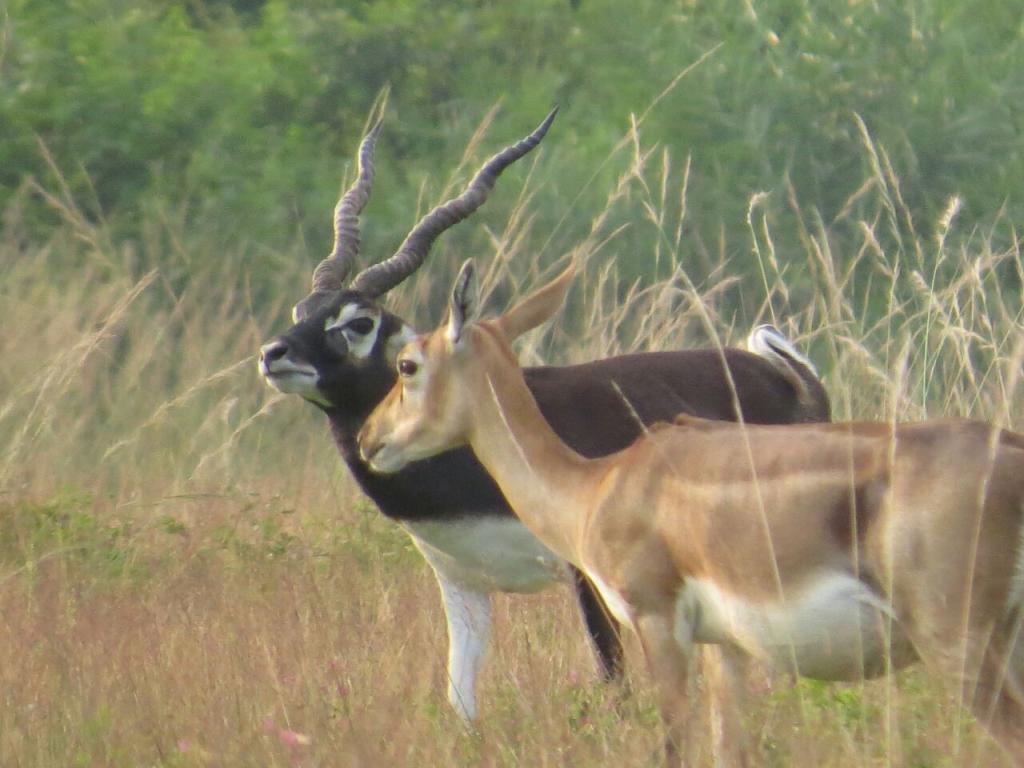 Blackbuck Haven In Odisha Protection By Locals Triple Numbers
