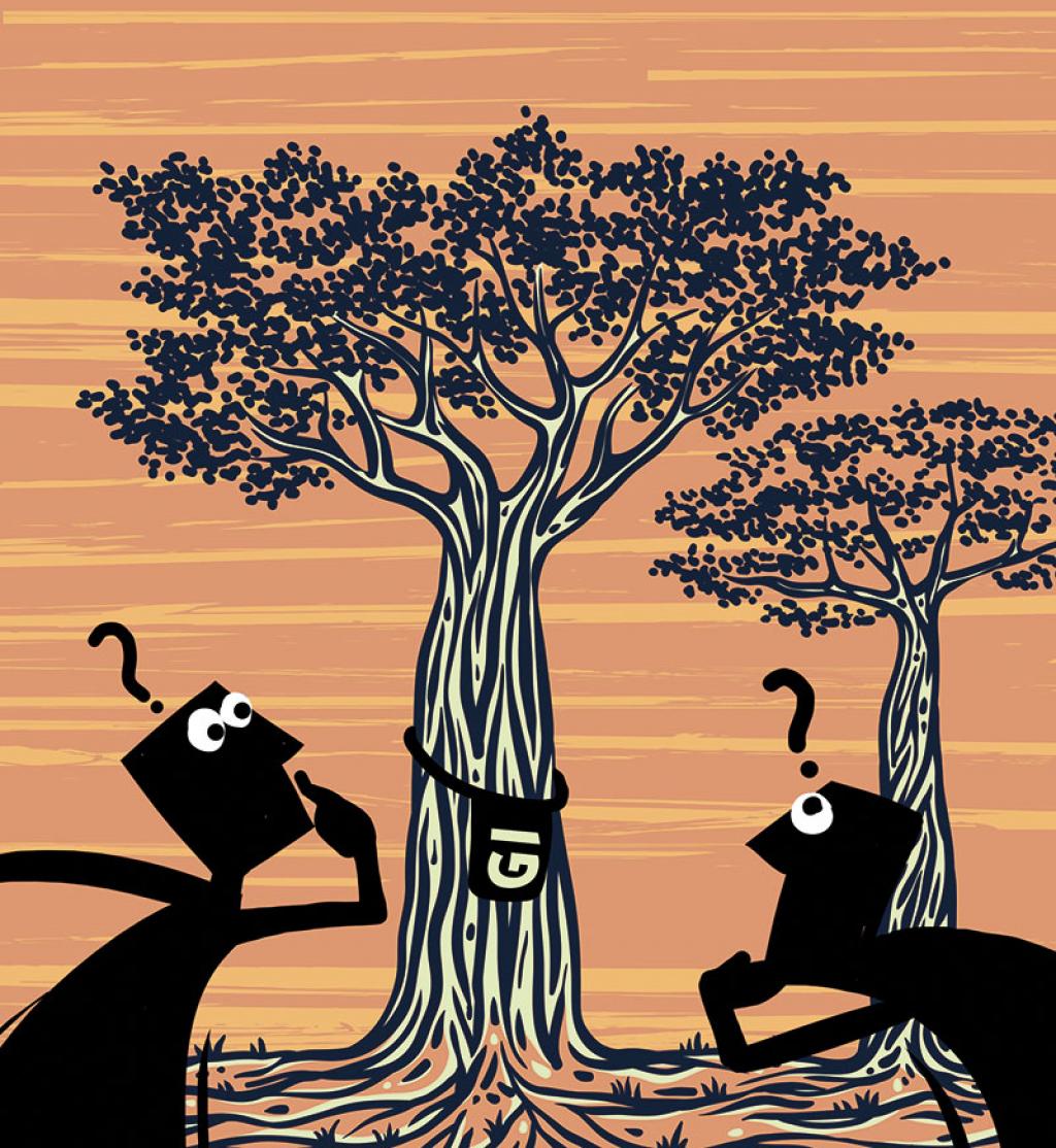 Why the move to foist a GI tag on Mandu’s baobab tree is a no-brainer