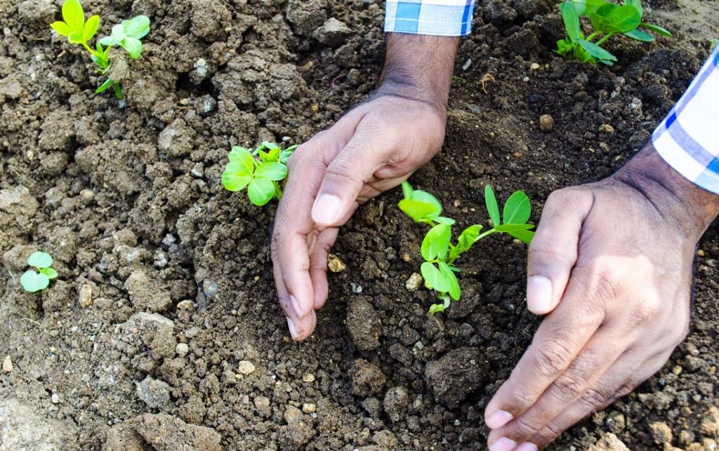 International Day of Forests 2023: Why mass tree plantation drives are ...