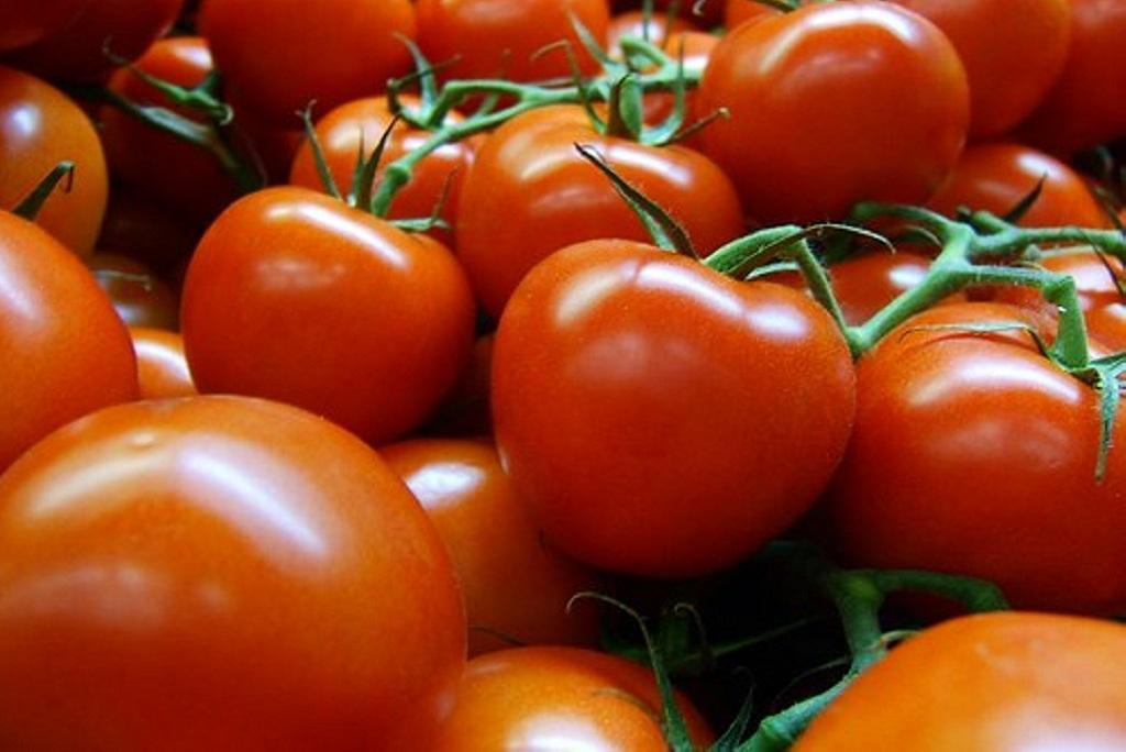 Interesting Facts About Tomato Wikifarmer 40 OFF Interesting Facts About Tomato Wikifarmer 40 OFF
