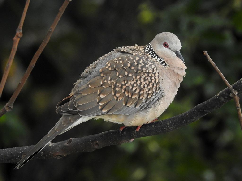 Are White Doves A Sign Of Death at Arlene Jordan blog