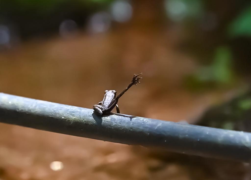 Rekt Dancing Frog