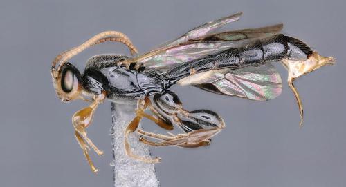 29 new insect species identified in south, North East India