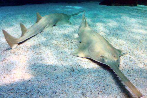 Down To Earth | Latest news, opinion, analysis on environment & science ...